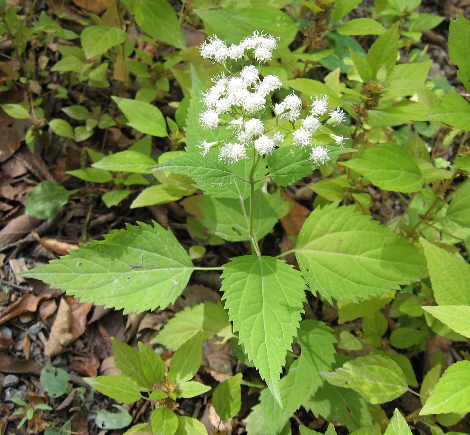 Tangled Web: A Short Primer on "Aster"ology