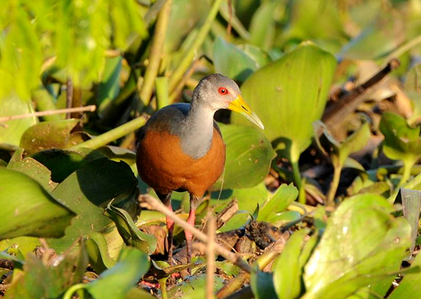 Bellas Aves de El Salvador: Aramides axillaris (tamborcito, rascón ...