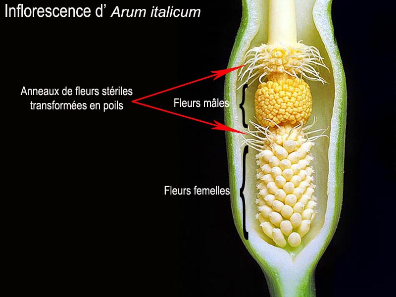 Pleurothallidinae: Les Araceae