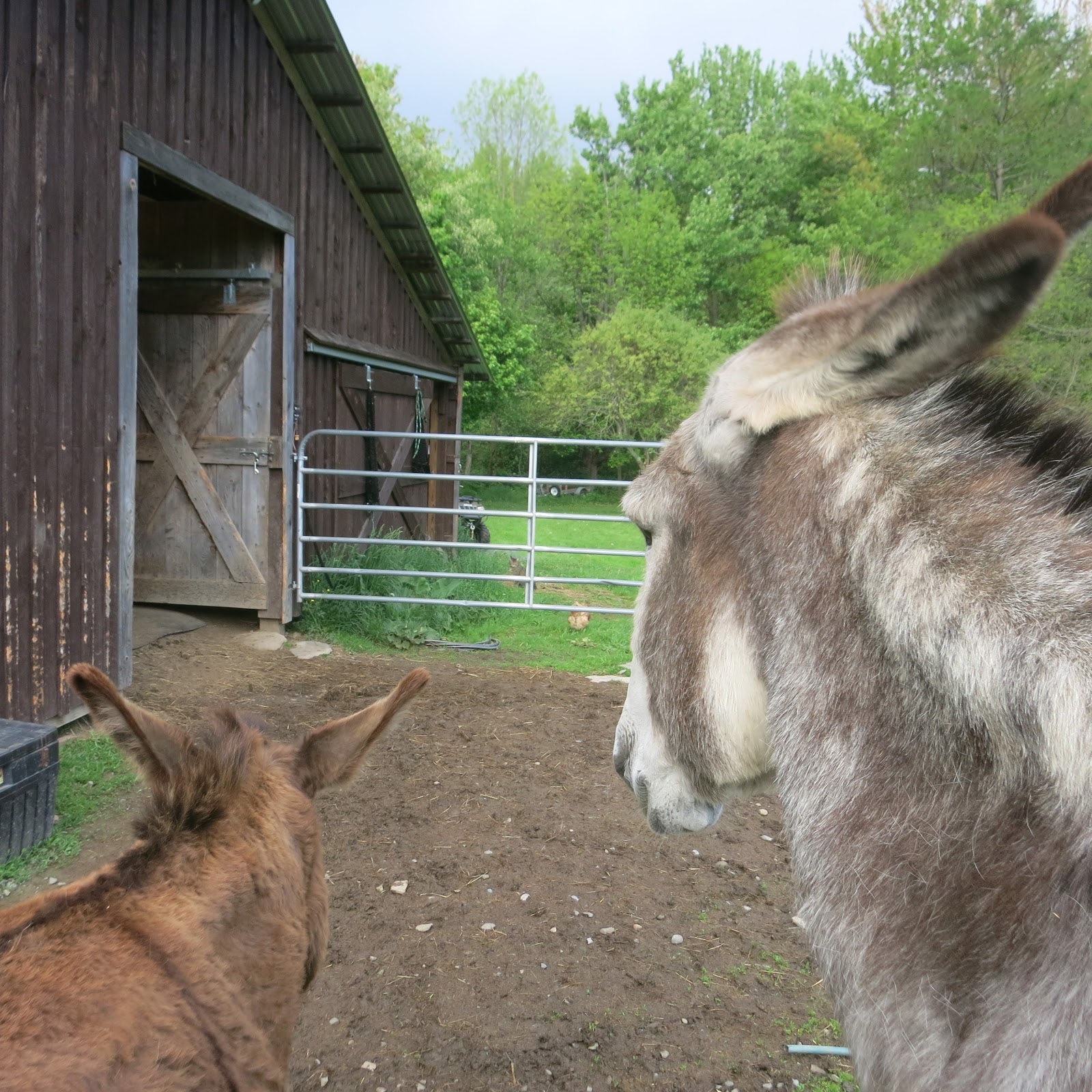 The Dancing Donkey: All Ears
