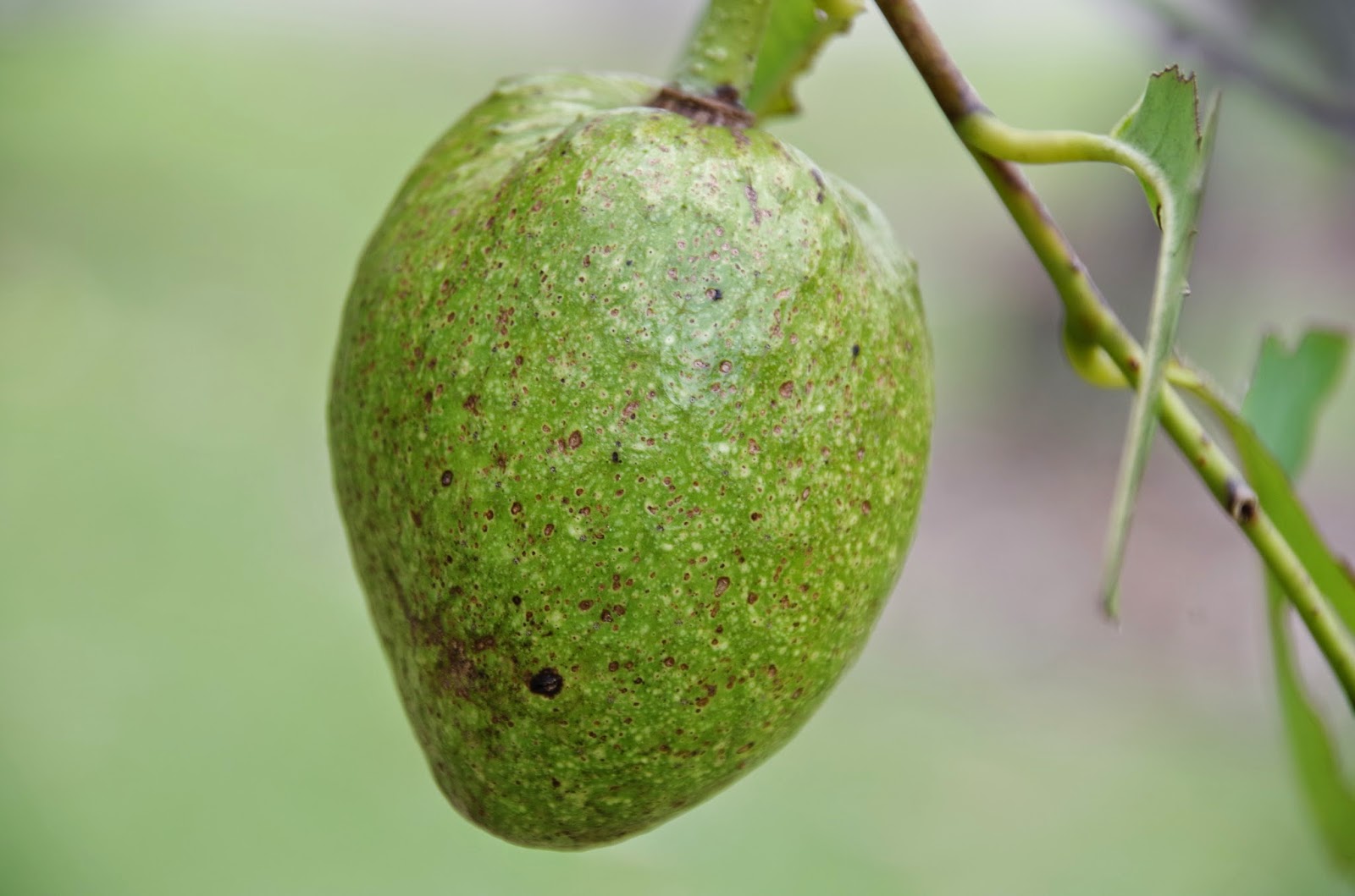 Trees and Plants: Monkey Apple