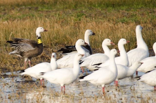 Friends of Hagerman National Wildlife Refuge: History of a Banded Blue ...