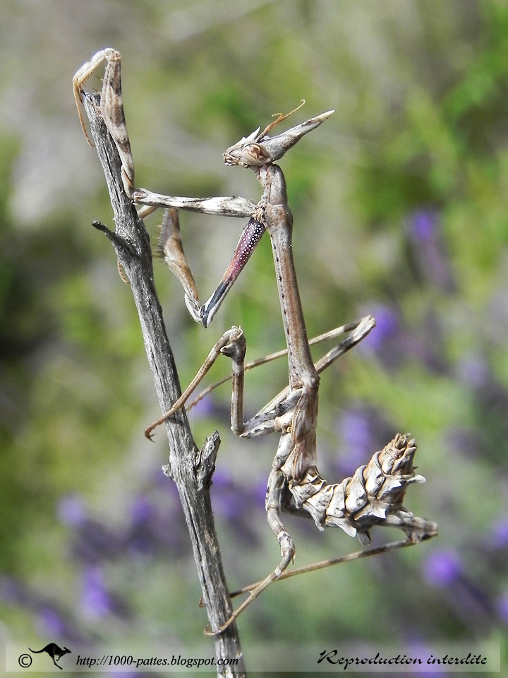 WILDLIFE GATEWAY: Le Diablotin de Catalogne