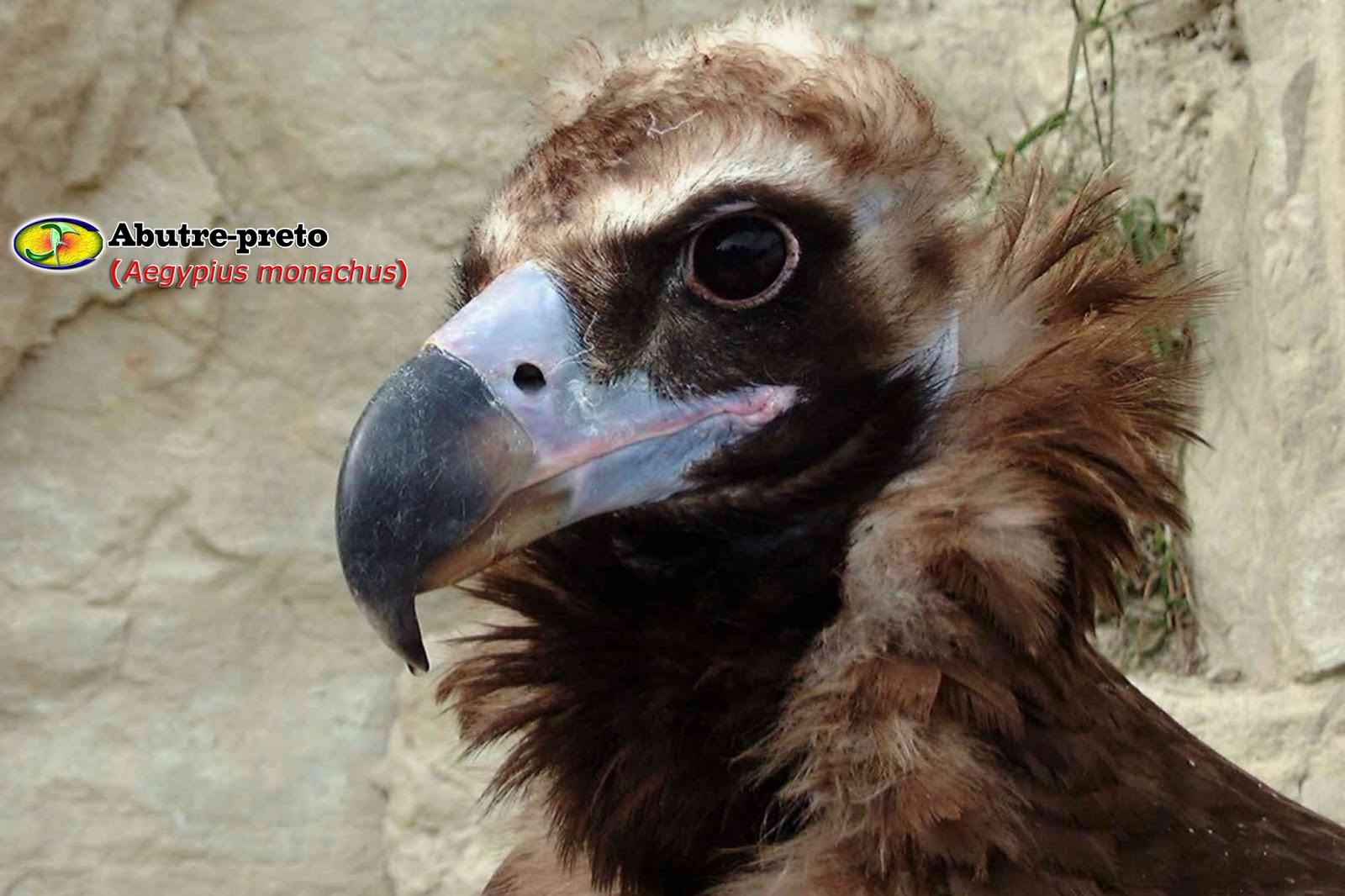 Zoologia: Abutre-preto (Aegypius monachus)