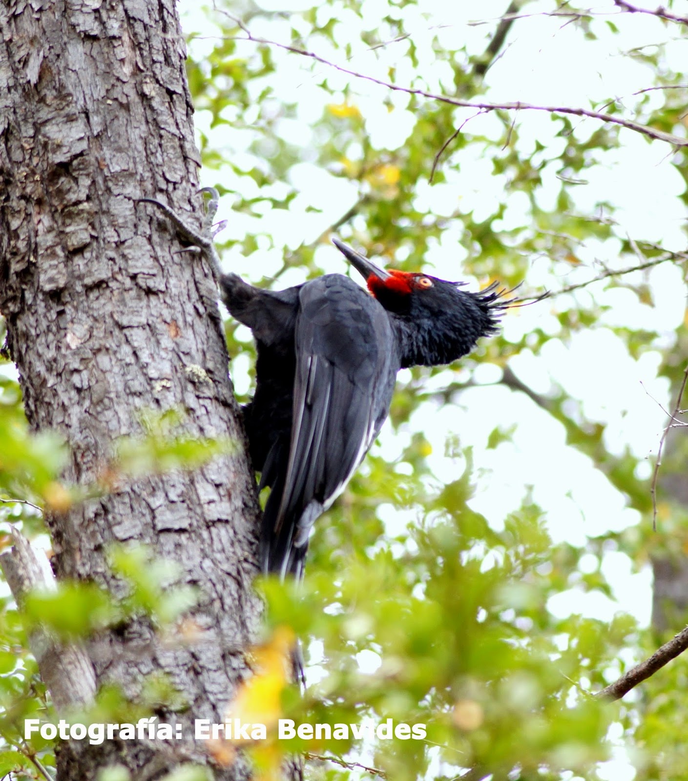 Parque Nacional Tolhuaca : CARPINTERO NEGRO