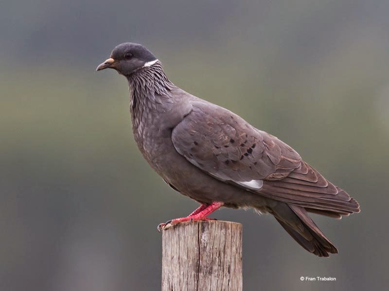 ZAGROS NATURE IMAGES: White-collared Pigeon