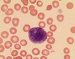 Carlos-Hema - Uribarri 2020 : Promielocito b.