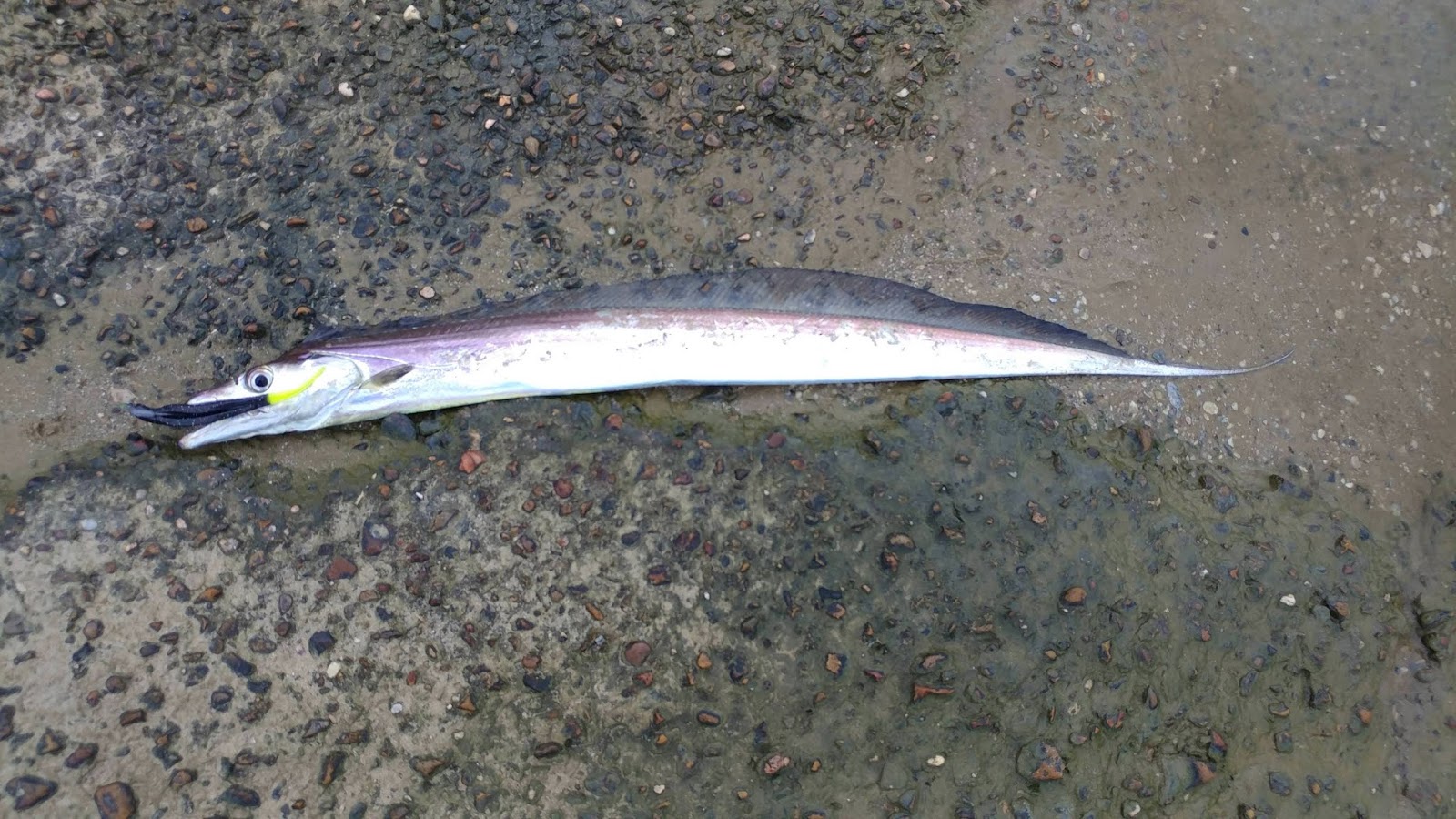 Oppdag Fisk!: Trådstjert/Largehead Hairtail/Trichiurus Lepturus (Saltvann)