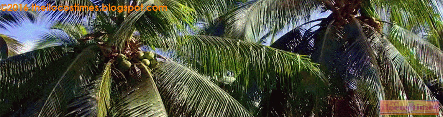 Restoring coconut farmers’ livelihoods in the Philippines