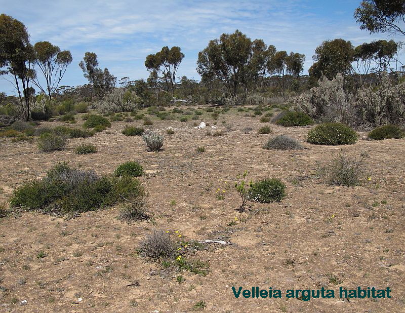 Esperance Wildflowers: Velleia arguta - Spur Velleia