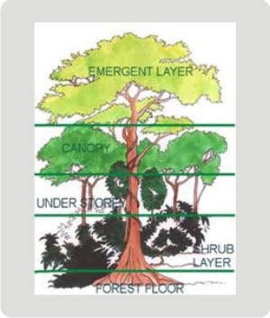 Animals Plants Rainforest: Four Layers of the Rainforest