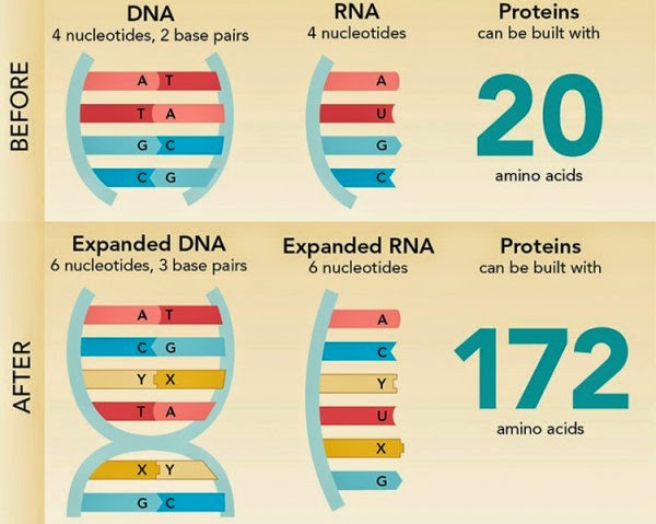 Next Big Future: Life created with two synthetic bases for 6 DNA ...