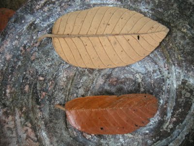 KPHMSM PERAK: Meranti Tembaga (shorea leprosula)