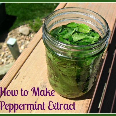 Crone Cronicles: How To Make Homemade Peppermint Extract