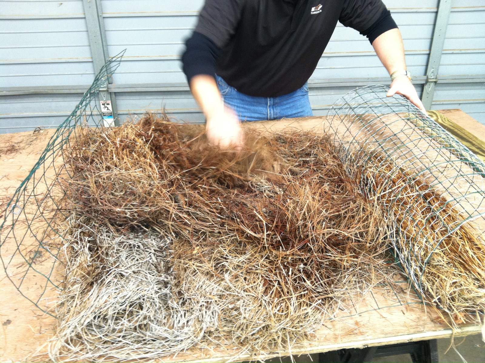 The Bear Trace at Harrison Bay Golf Course Maintenance: Mallard Duck ...