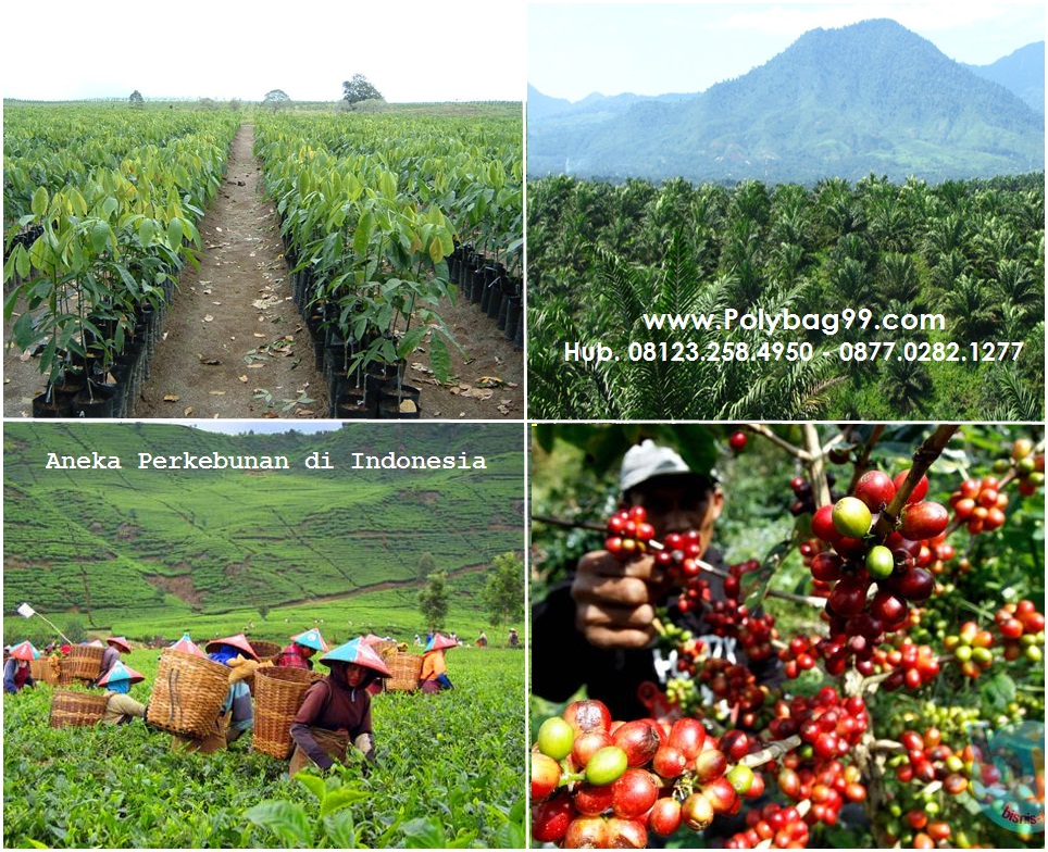 Apa Pengertian Perkebunan? | Pertanian Modern