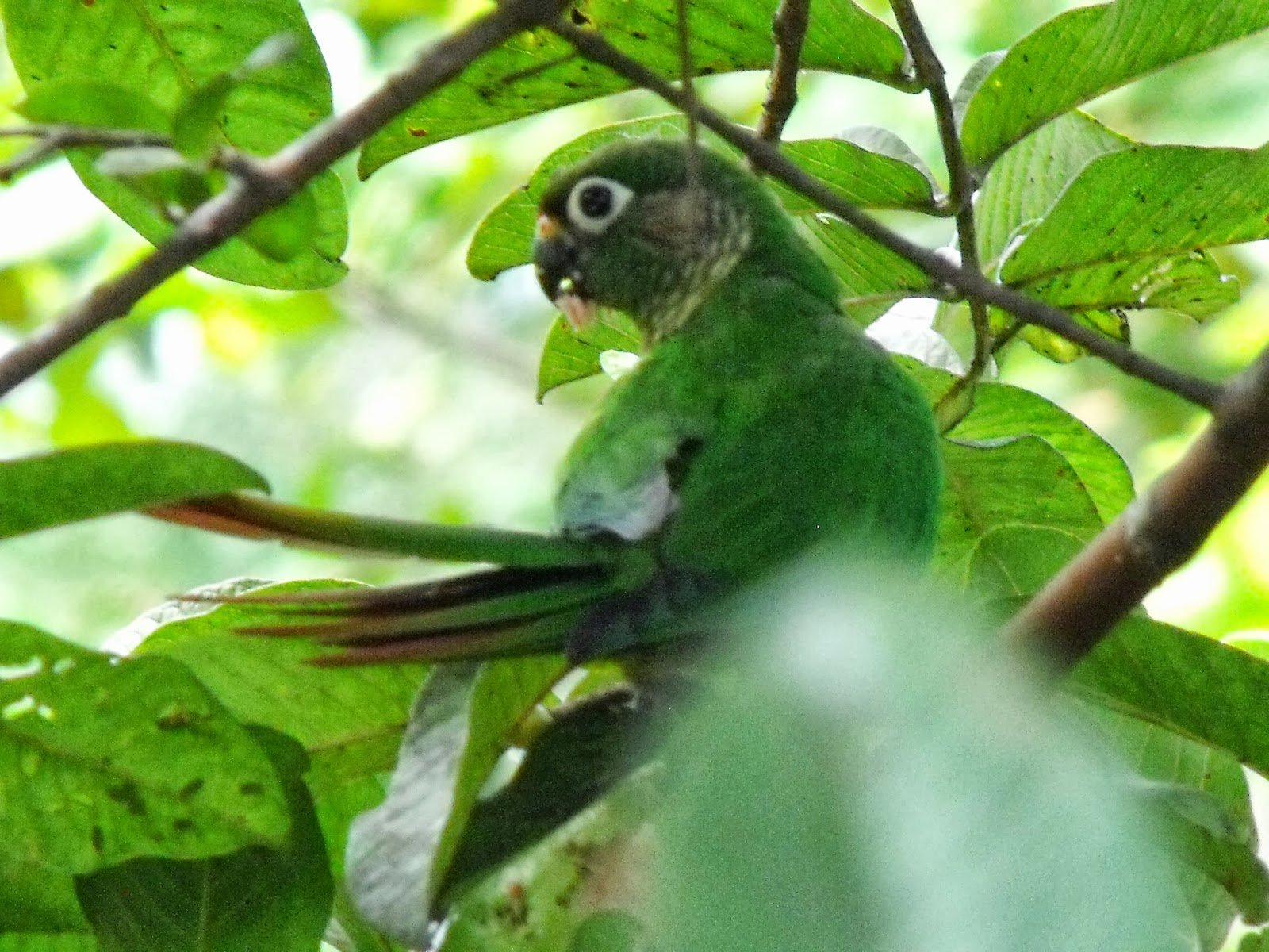 Ver de Vida: Maritaca Verde