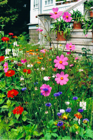 Where Earth Meets Sky: Feeling the Lovage: A traditional Romanian soup ...