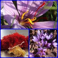 SyamSGold...Borong 4 All: ZAFARAN- HERBA YANG BANYAK KHASIATNYA