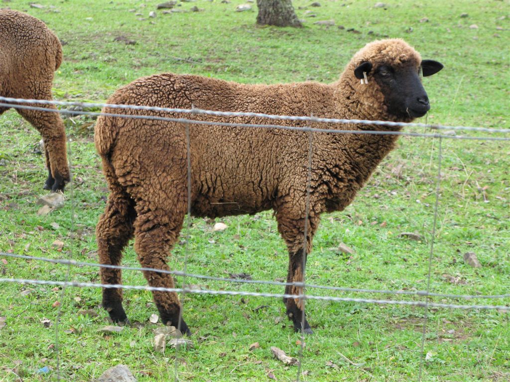 Hilandocabos: Merina Negra