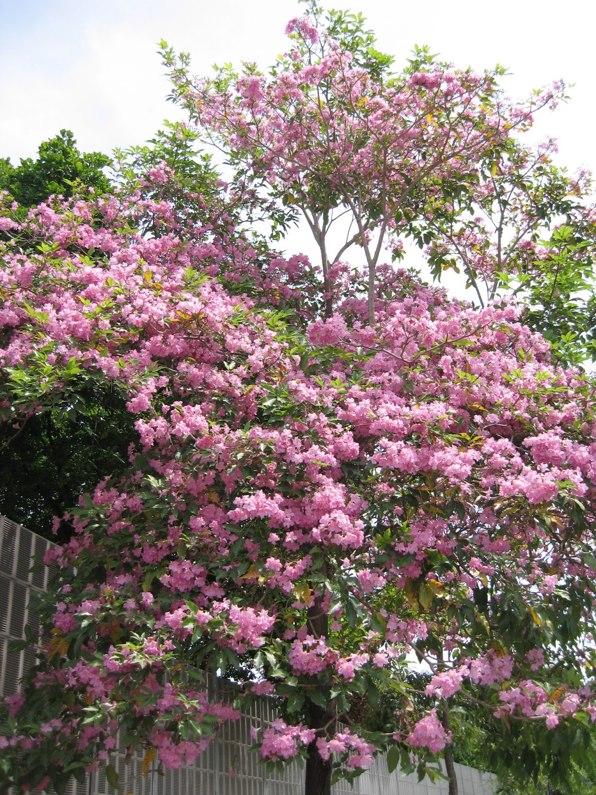 Sumptuous Flavours: Tabebuia Pentaphylla a.k.a Malaysian Cherry Blossom