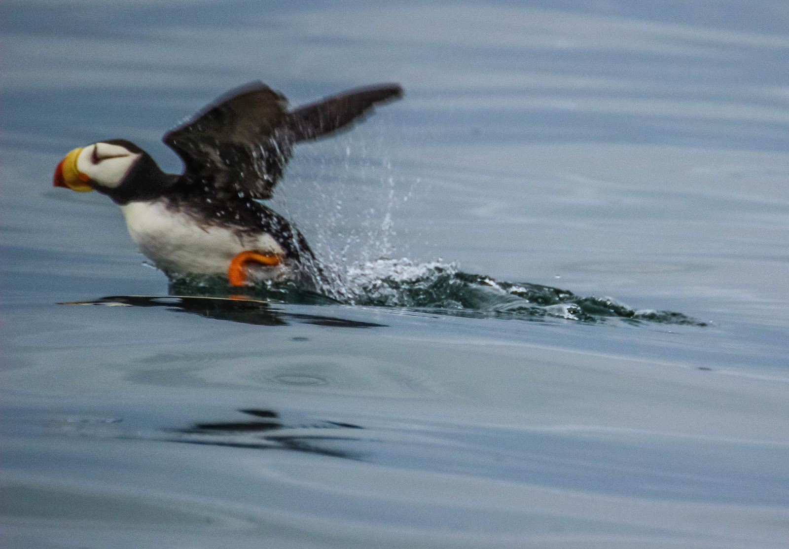 Horned puffin - satapo