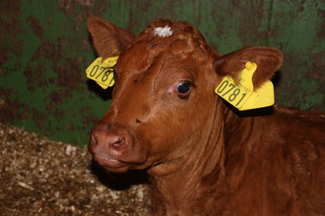 Keilegavlen Gard: Ein ny kalv er fødd