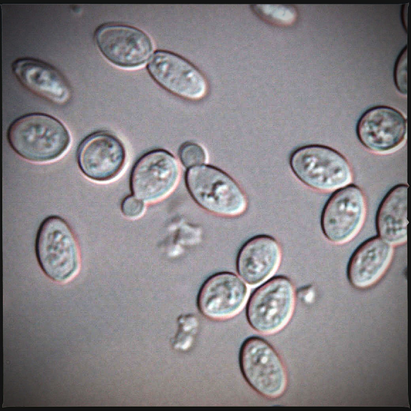 Idées liquides & solides, le blog de Vincent Pousson: Les levures ...