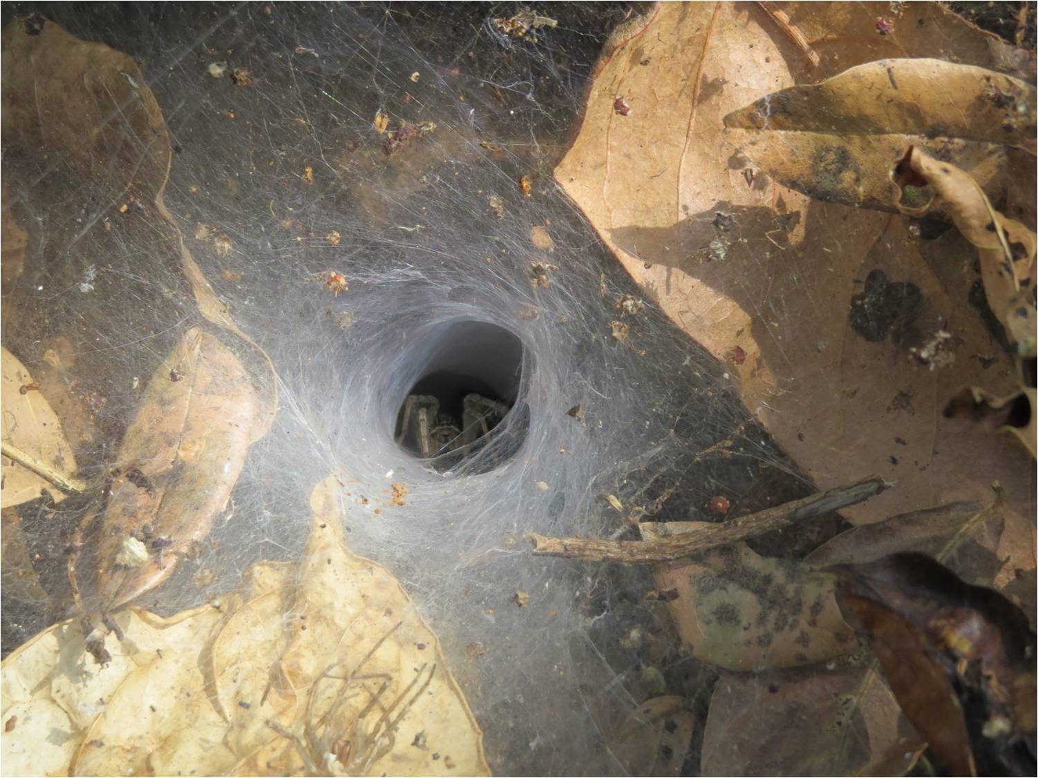 Dr. Akash Akinwar: "Eagle Nest Camp / Nandu's Sanctuary", Shirawali ...