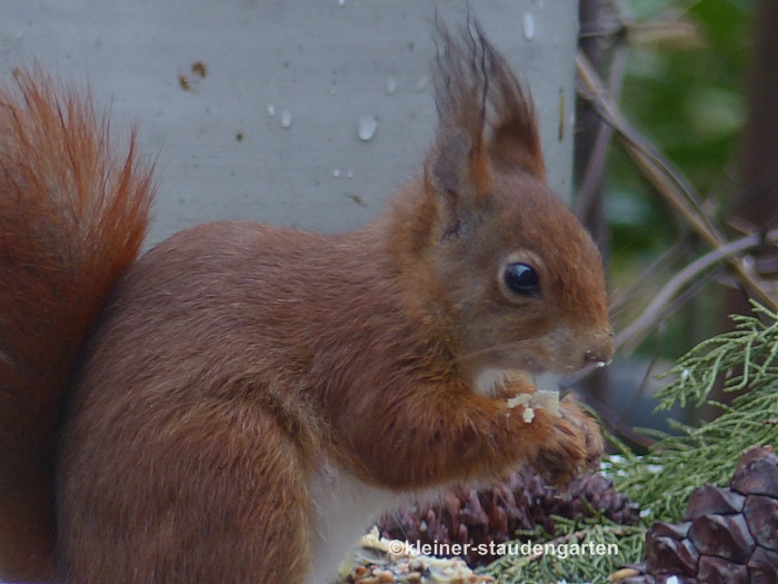 kleiner-staudengarten: Der kleine Racker...
