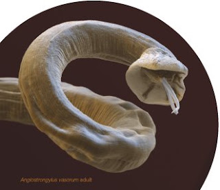 Rebecca's Vet Blog: Lungworm (Angiostrongylus vasorum)