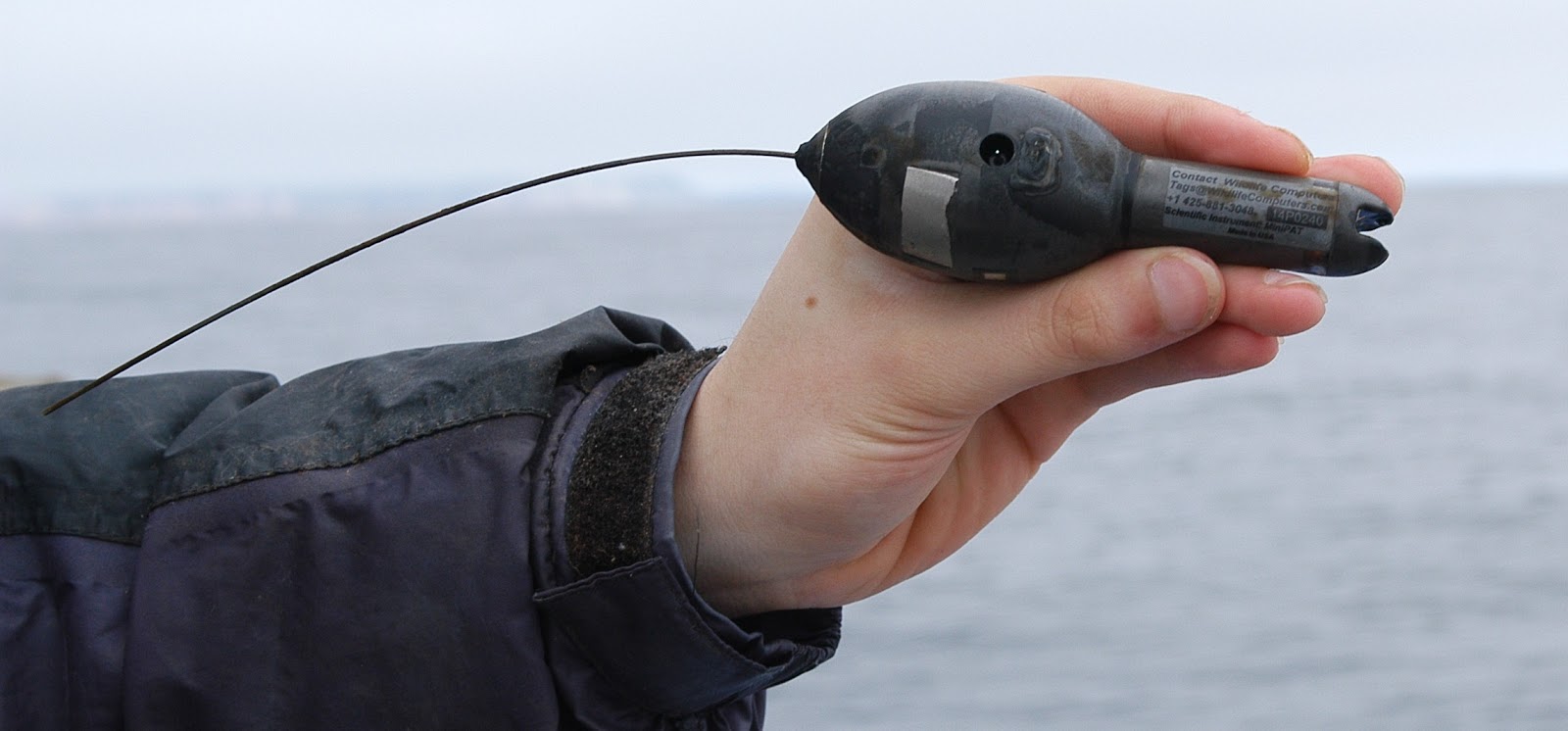 Tag-A-Giant: Bluefin Satellite Tag Hunt