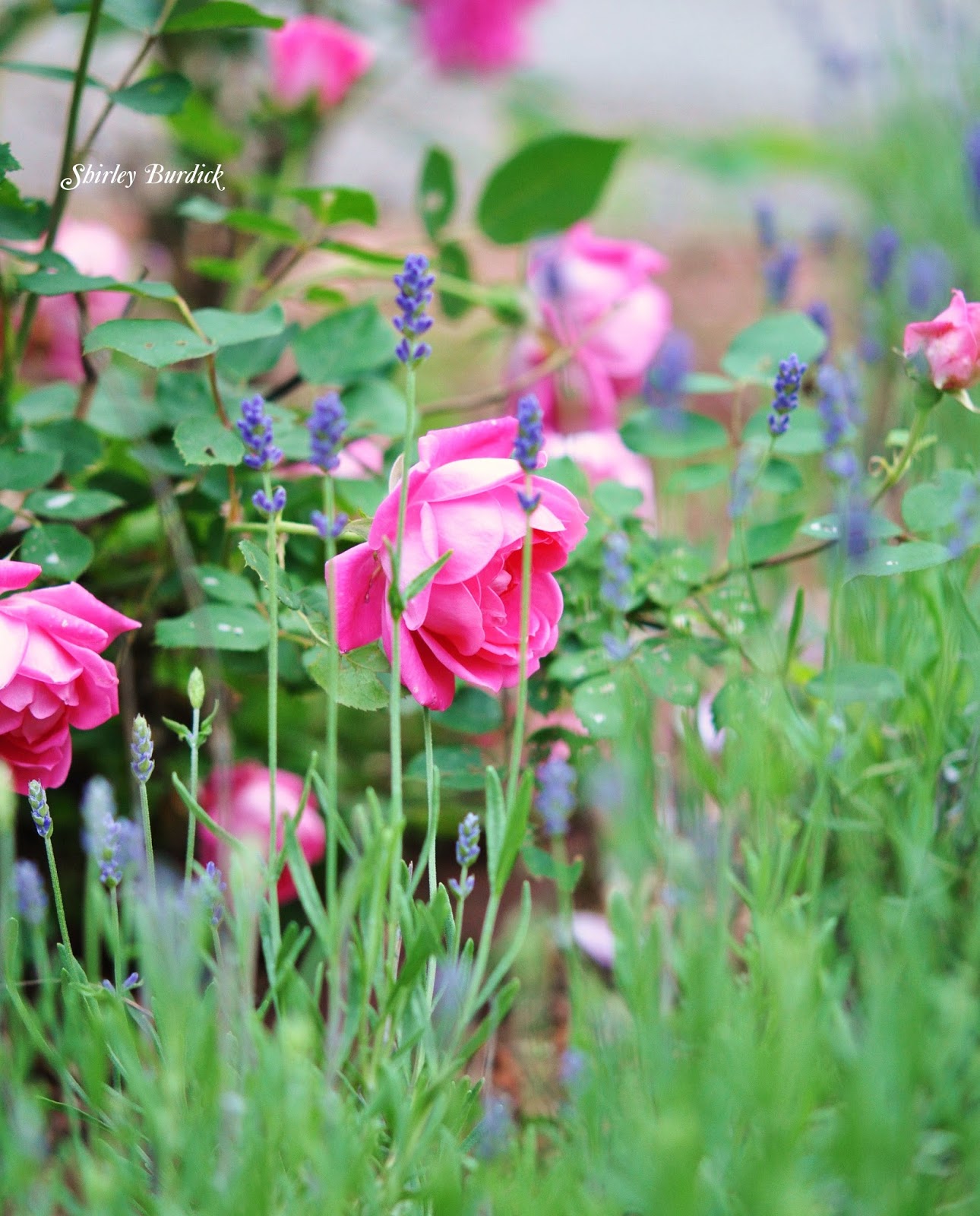 Sweet Romantic Notions: Knock-Out Roses and Lavender