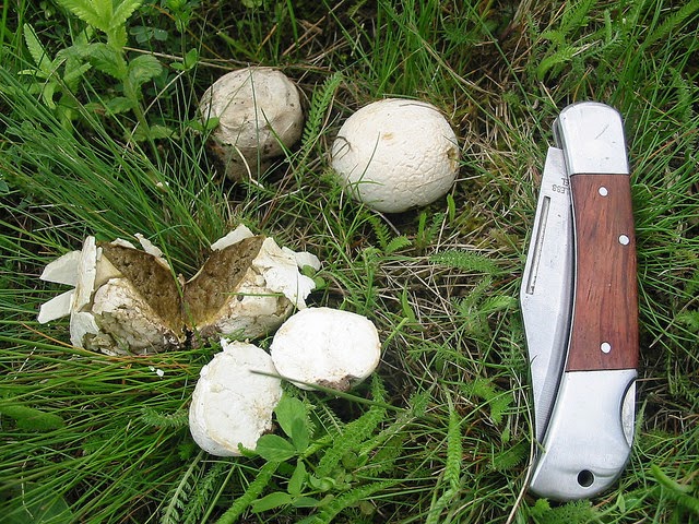 Bășica cenușie (Bovista plumbea) | Ciupercomania, totul, cu si despre ...