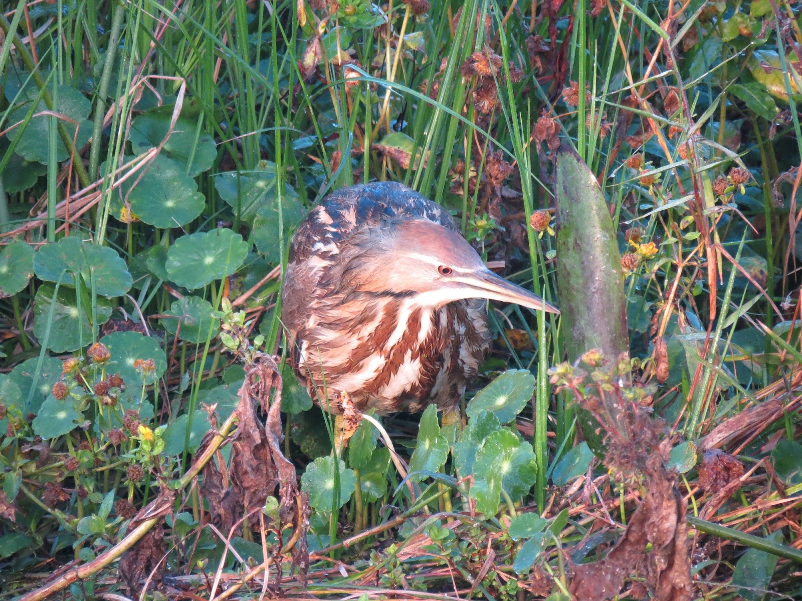 Viewing nature with Eileen: American Bittern