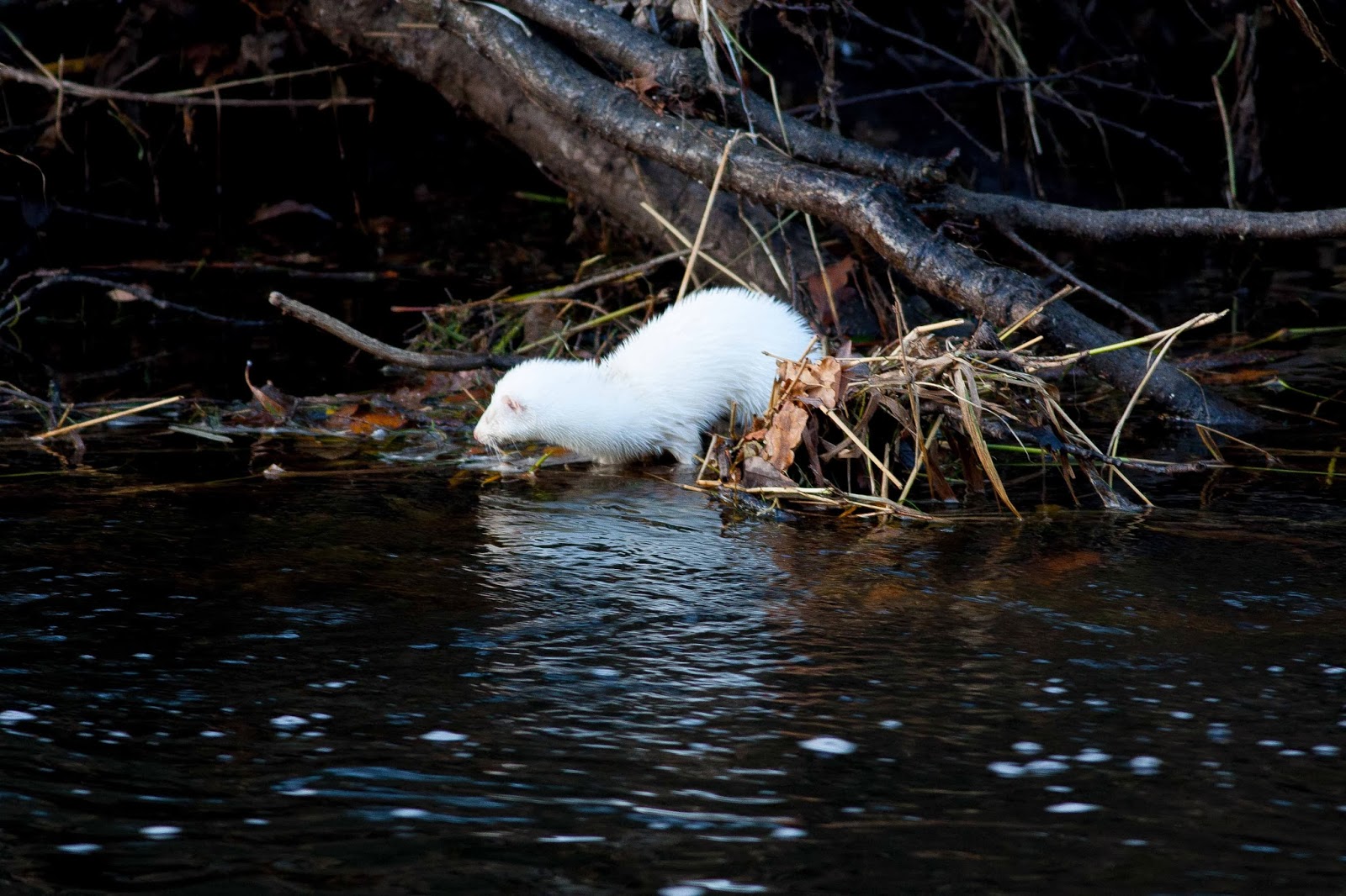 Tameside Citizen: Escaped White Mink Spotted?