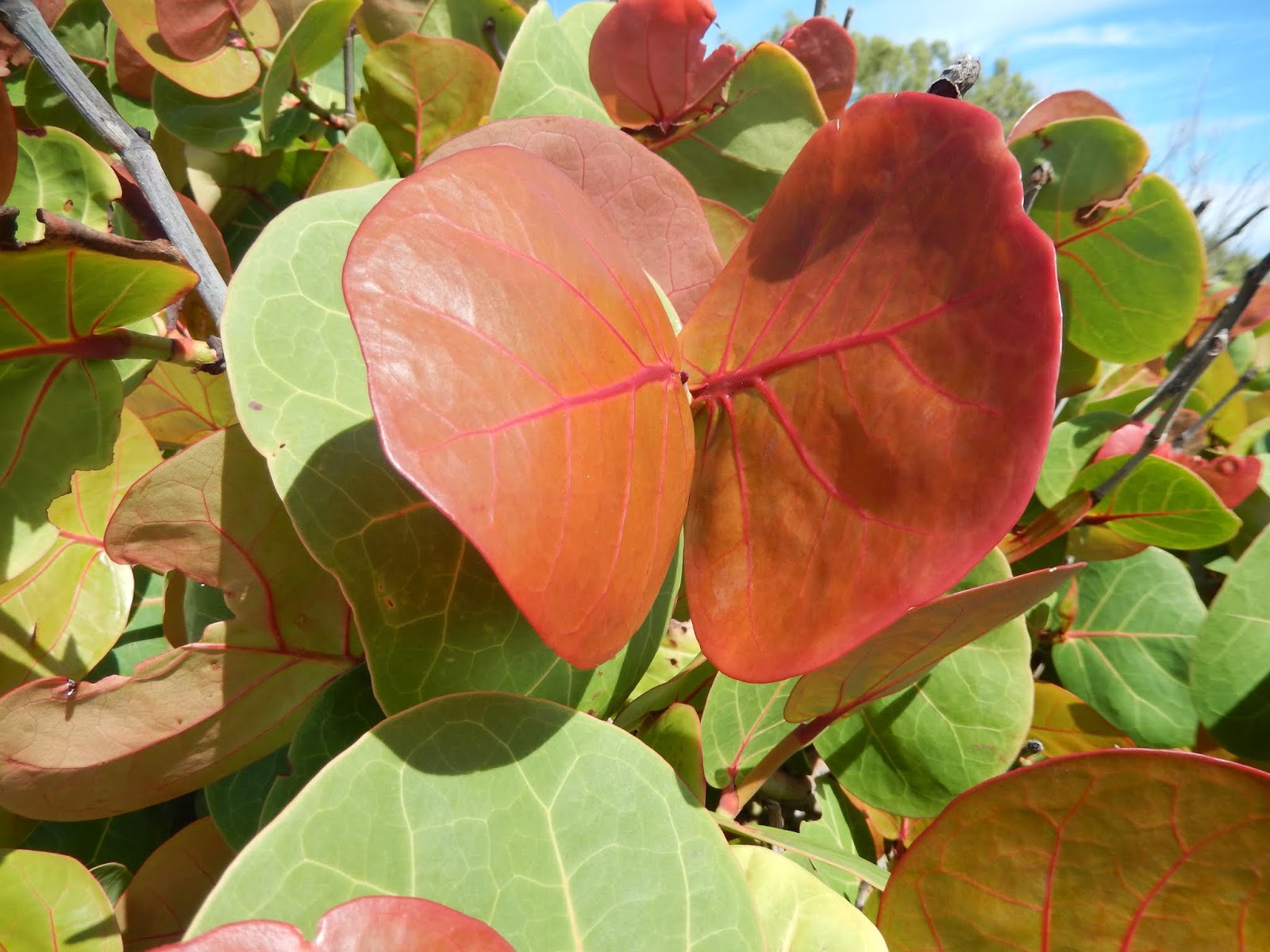 Barbados Flora & Fauna: Sea Grape (Coccoloba uvifera)