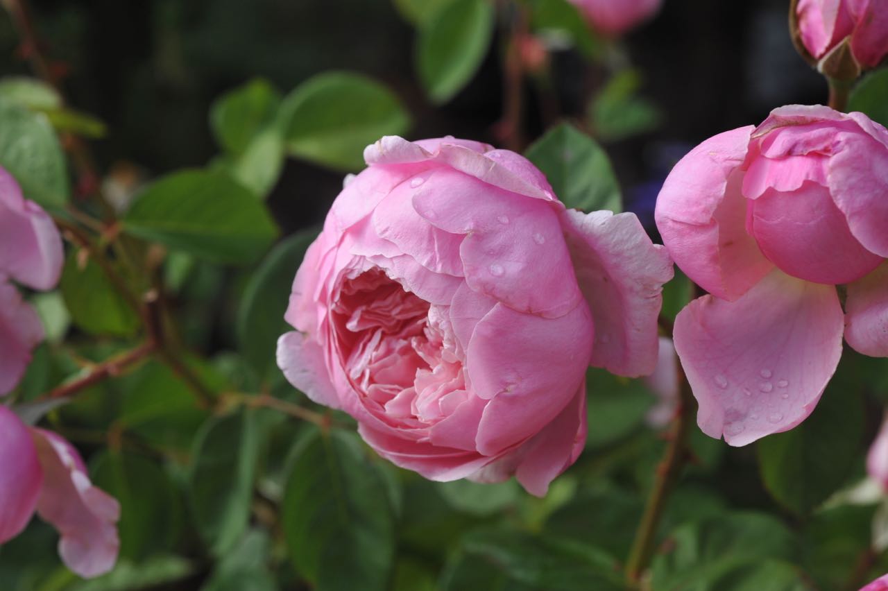the modern house garden: alnwick castle rose