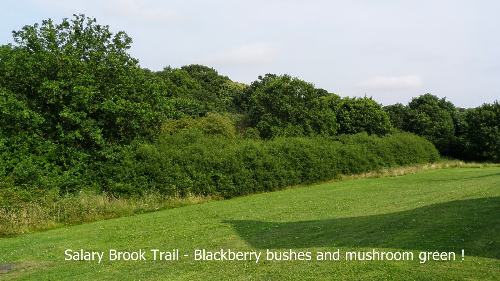 Mark Goacher Eco Politics : Support the Campaign To Save Salary Brook ...