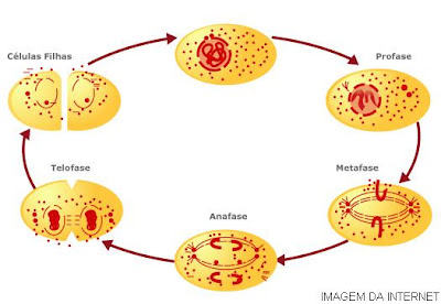 BIOLOGIANDU: DIVISAO CELULAR (Mitose e Meiose)