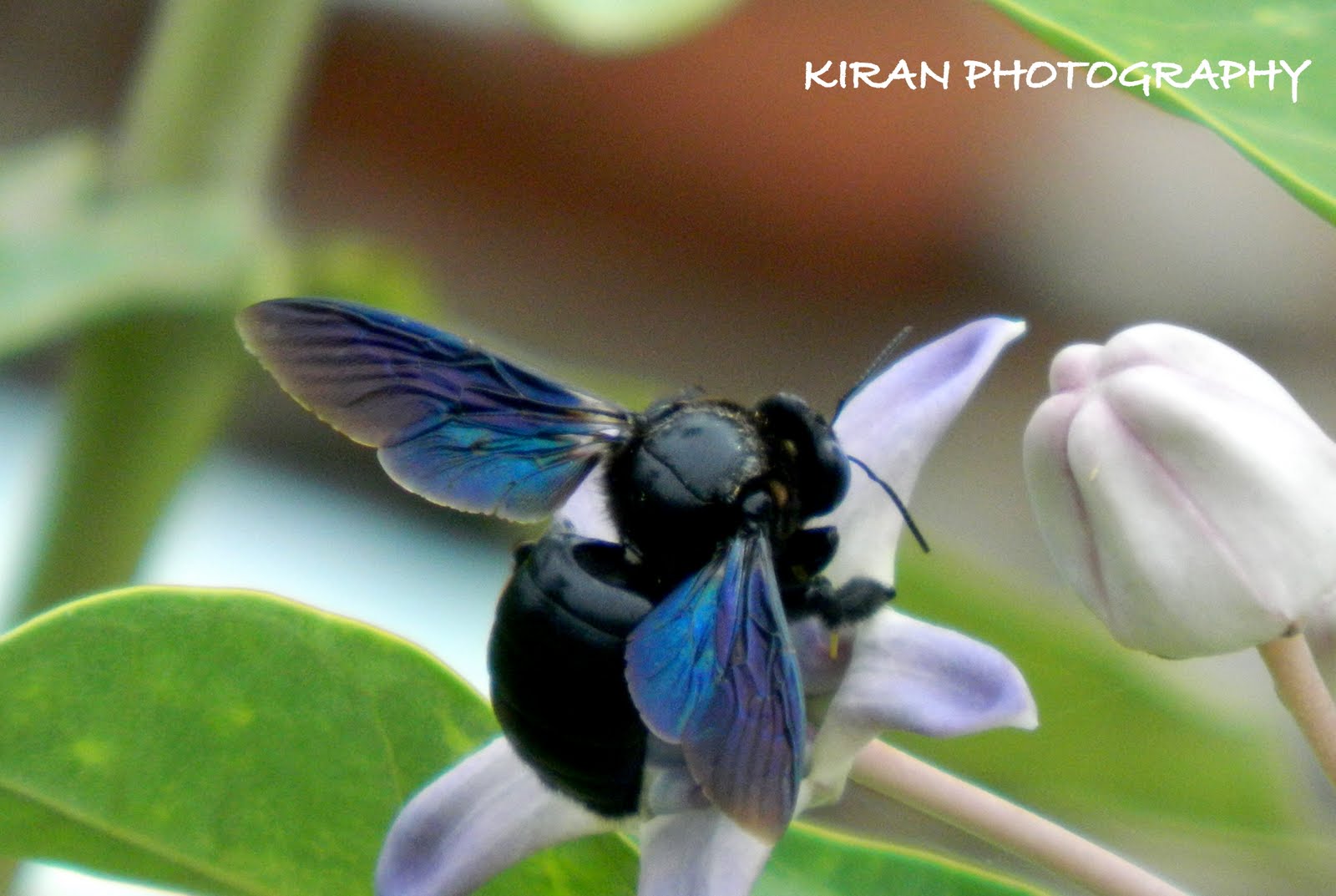 Petals,German black bees and butter fly. | Kiransa photography