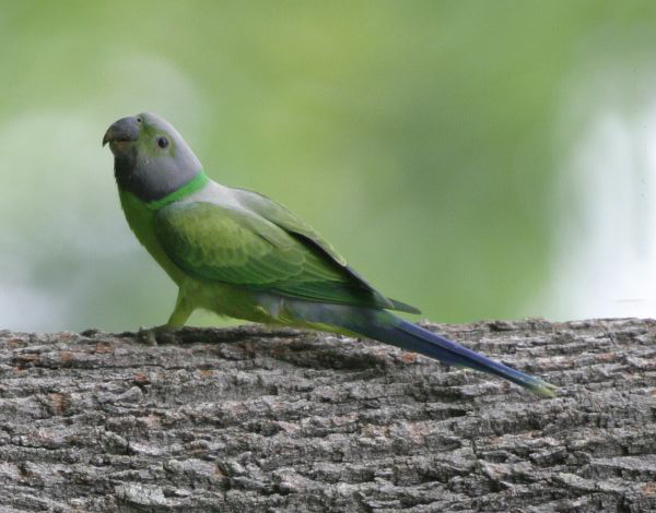 Sri Lankan Endemic Birds: Alu Girawa - Layard's Parakeet (Psittacula ...