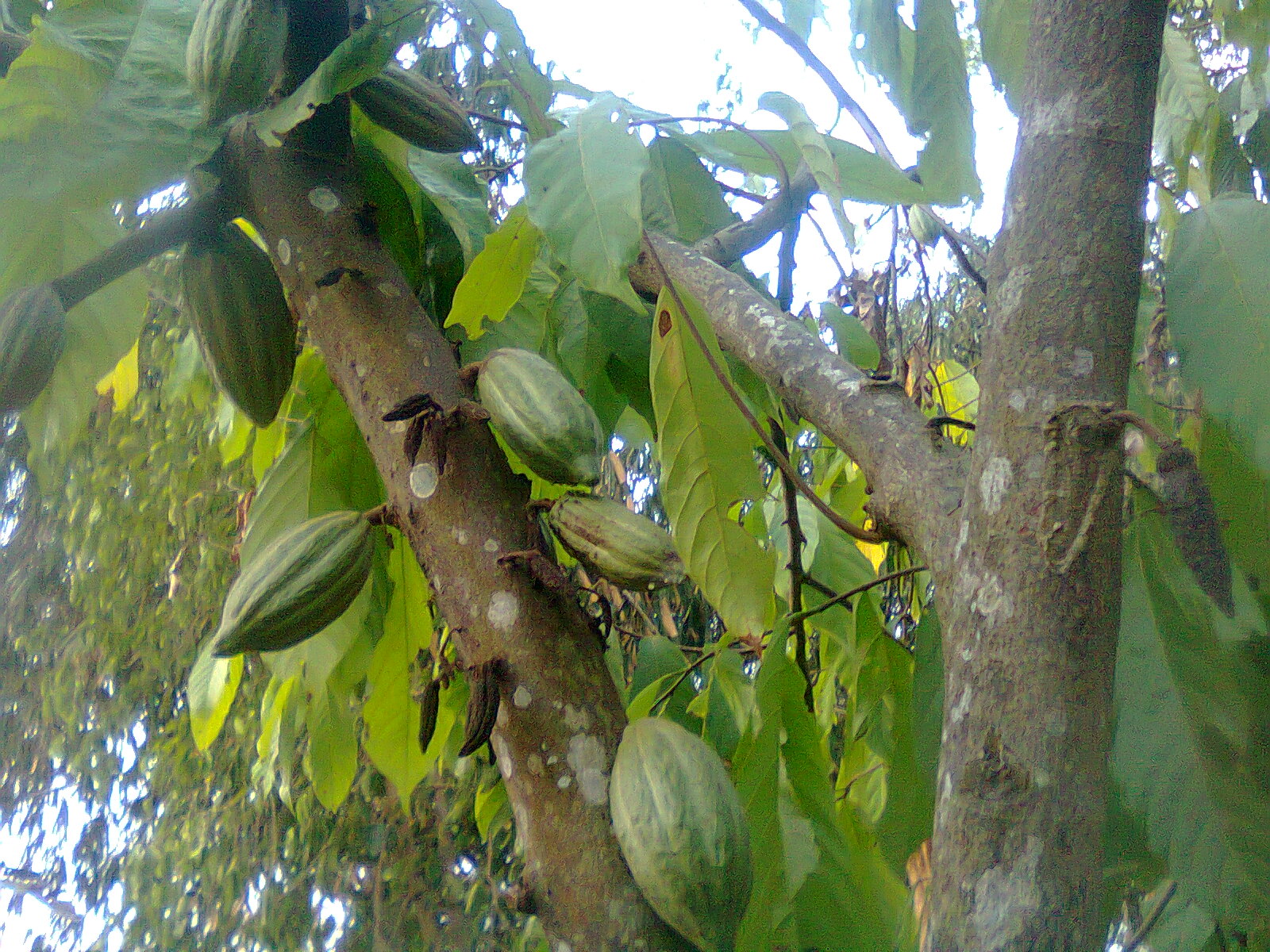 Kriteria dan Cara Pemilihan Bibit KAKAO Unggul Berkualitas Tinggi ...