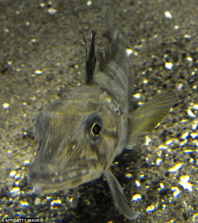 Ikan Aneh Ini Memiliki Darah Transparan