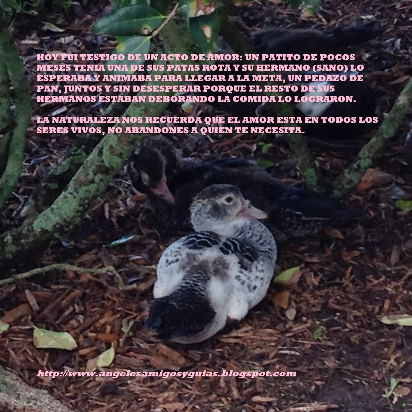 ÁNGELES AMIGOS Y GUÍAS: MENSAJE DEL DÍA TESTIGO DE UN ACTO DE AMOR