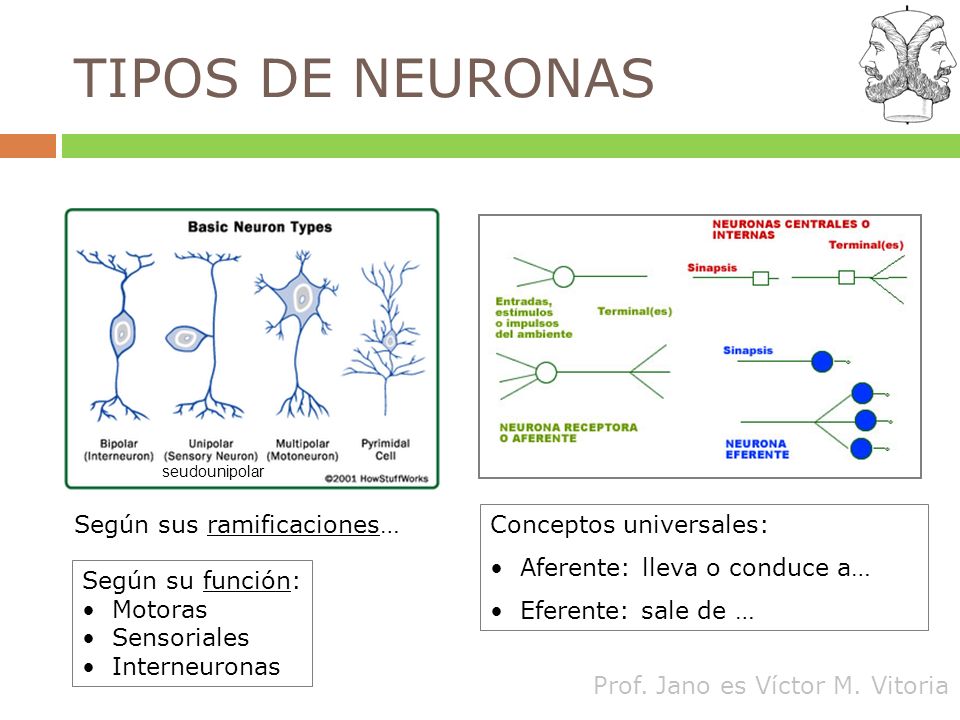 clasificacion de la neurona ~ Salud y mas