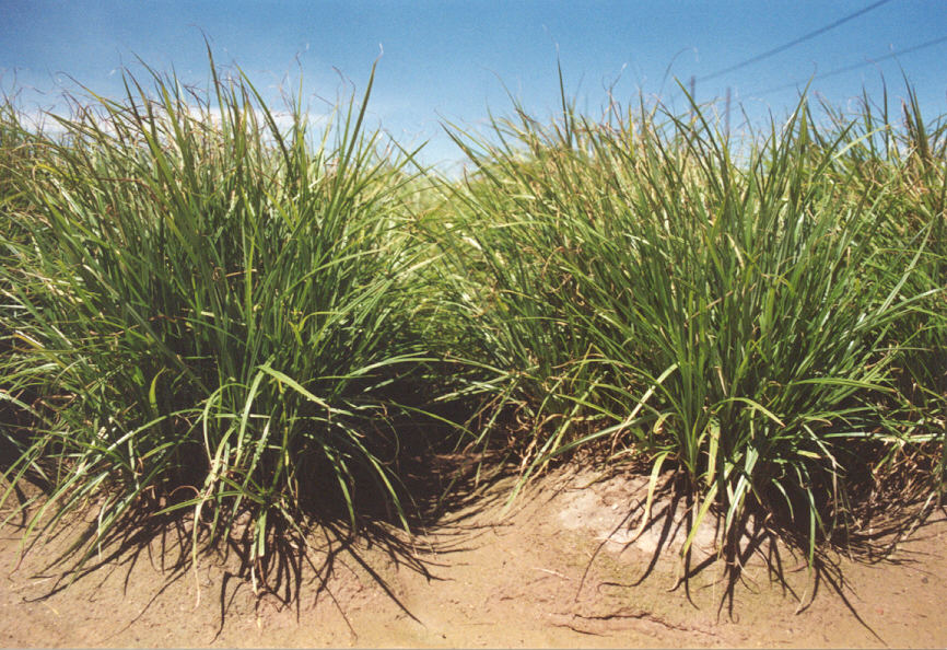 Chufa (Cyperus esculentus) - F r u t a s d e l m u n d o