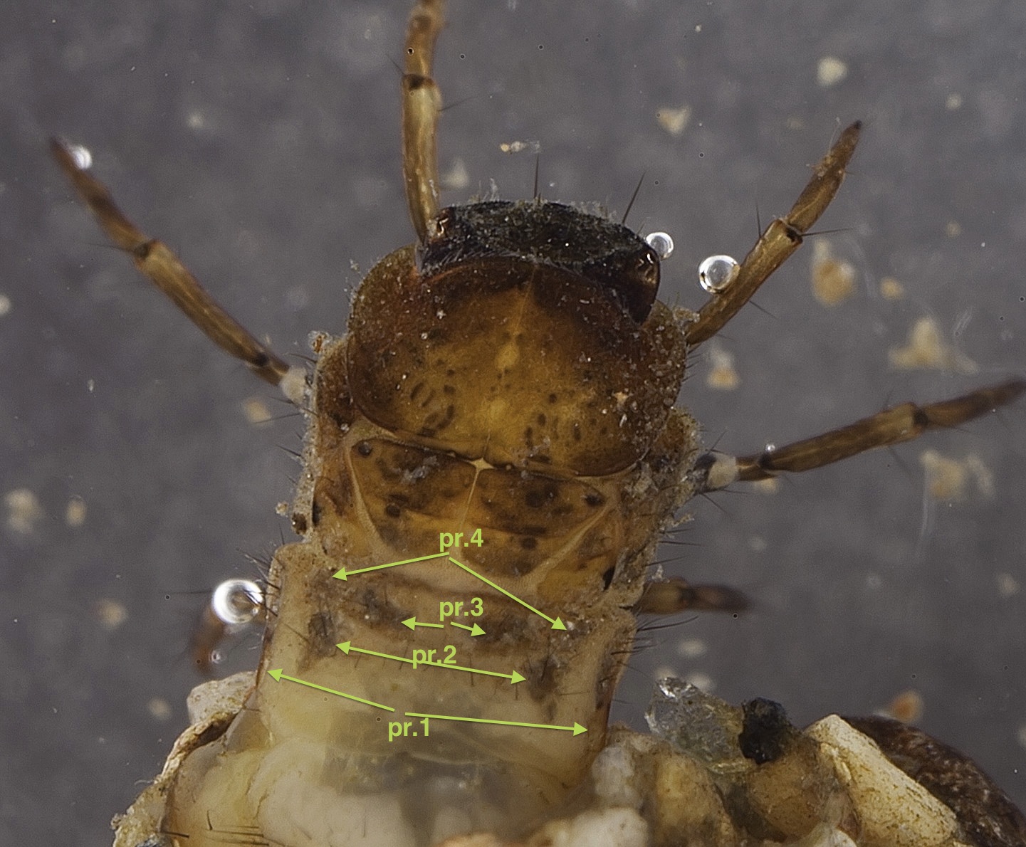 Aquatic Insects of Central Virginia: Another new caddisfly family ...