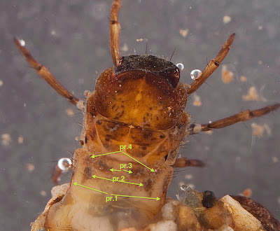 Aquatic Insects of Central Virginia: Another new caddisfly family ...