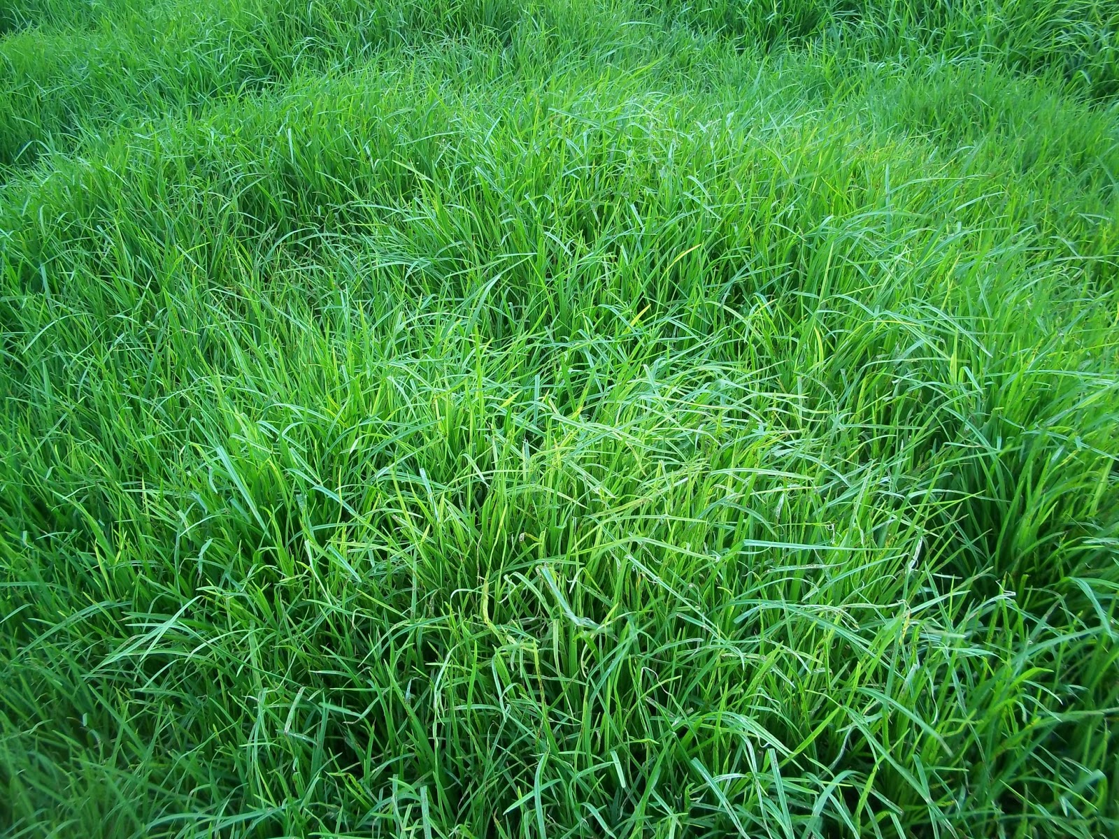 evaluación de pasturas